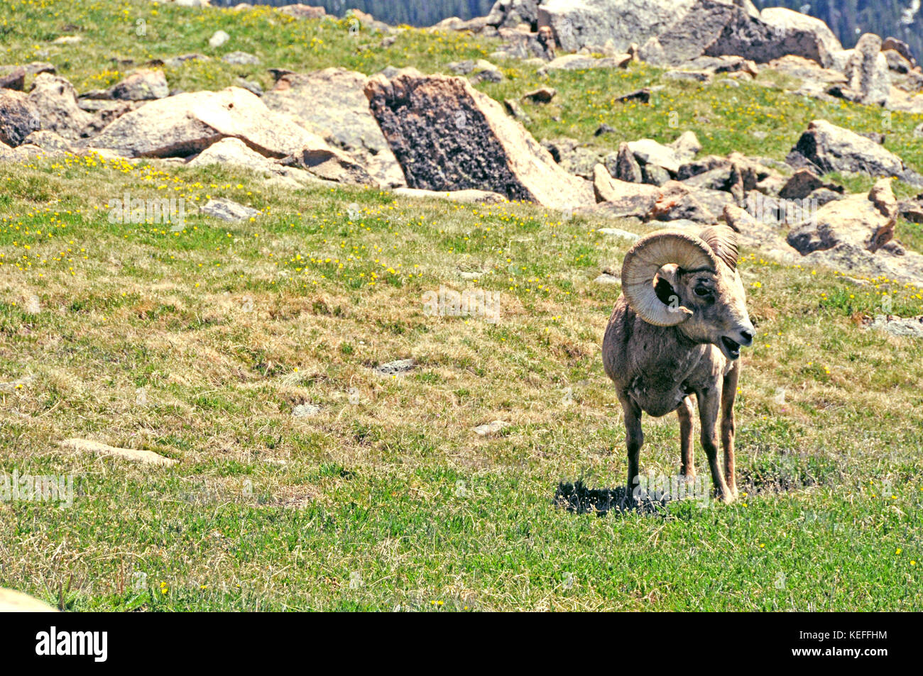 Ram in rocks hi-res stock photography and images - Alamy