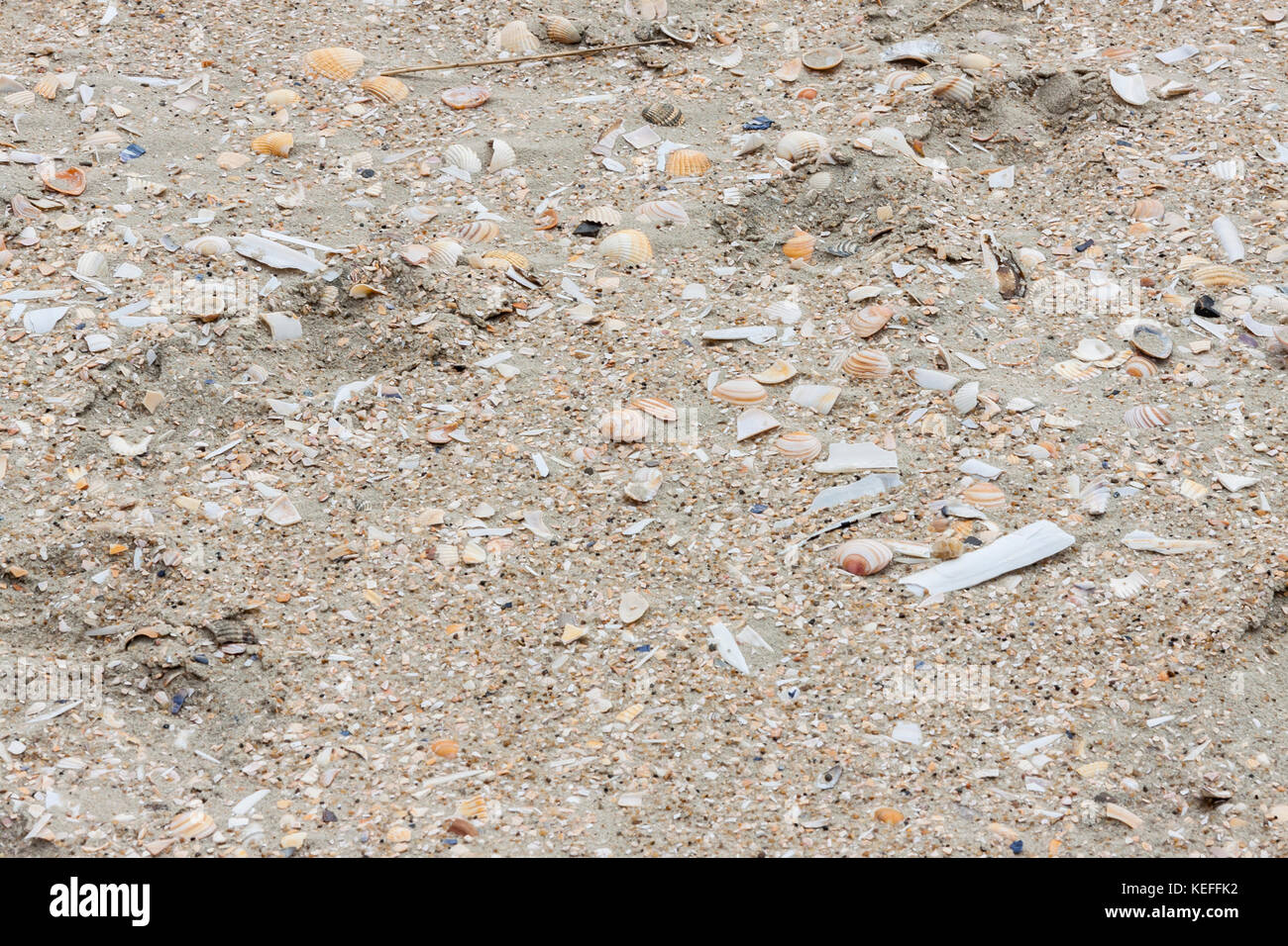 Natural background, shells on sandy beach - Romo Island, Denmark Stock ...
