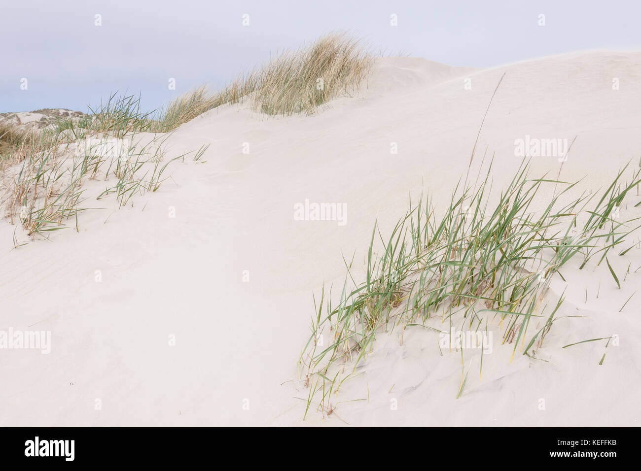 View on dunes on Romo Island in Denmark, Europe Stock Photo - Alamy