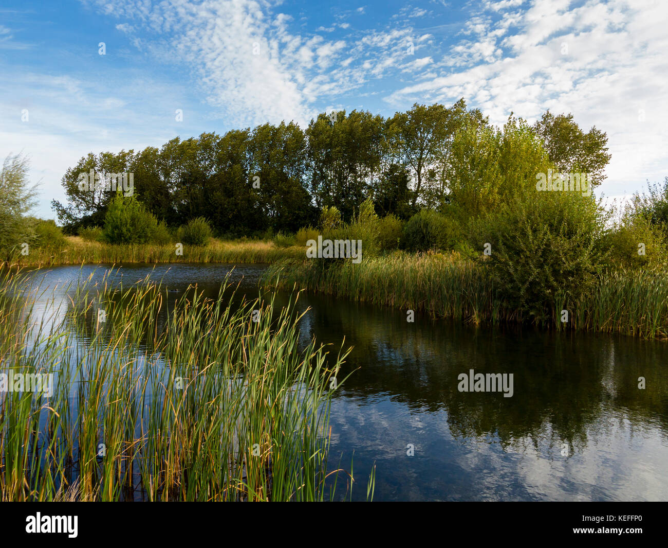 Wildlife pond hi-res stock photography and images - Alamy