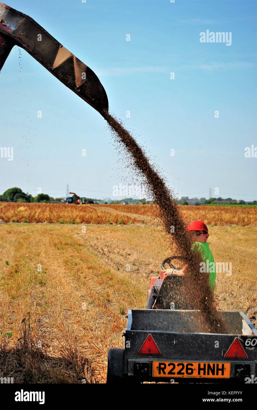 grain pouring from combine harvester funnel english farm harvest Stock ...