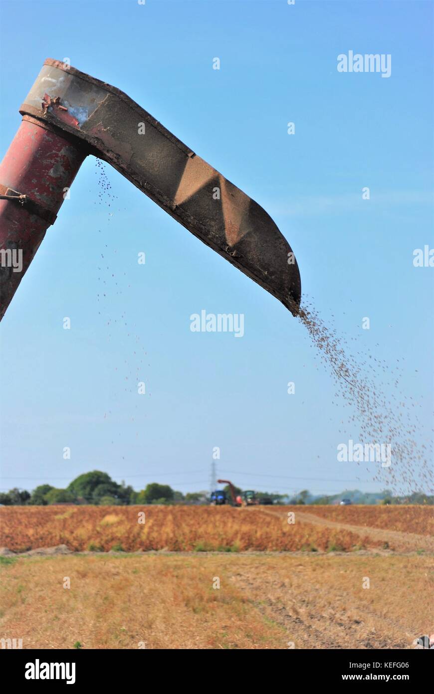 grain pouring from combine harvester funnel english farm harvest Stock ...