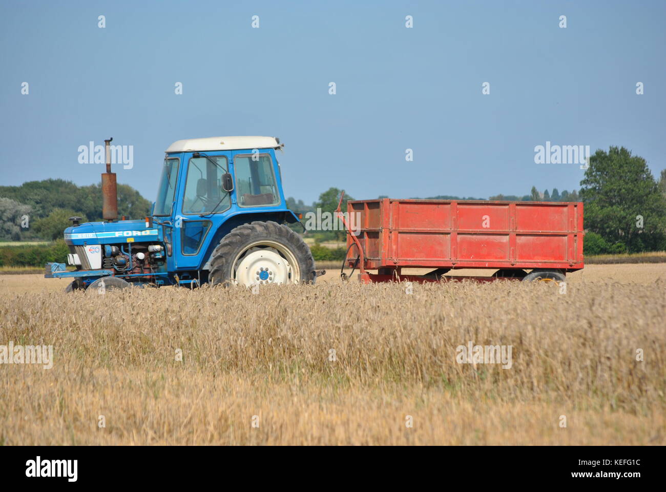 Blue Ford tractor with red trailer in corn field at harvest time in ...