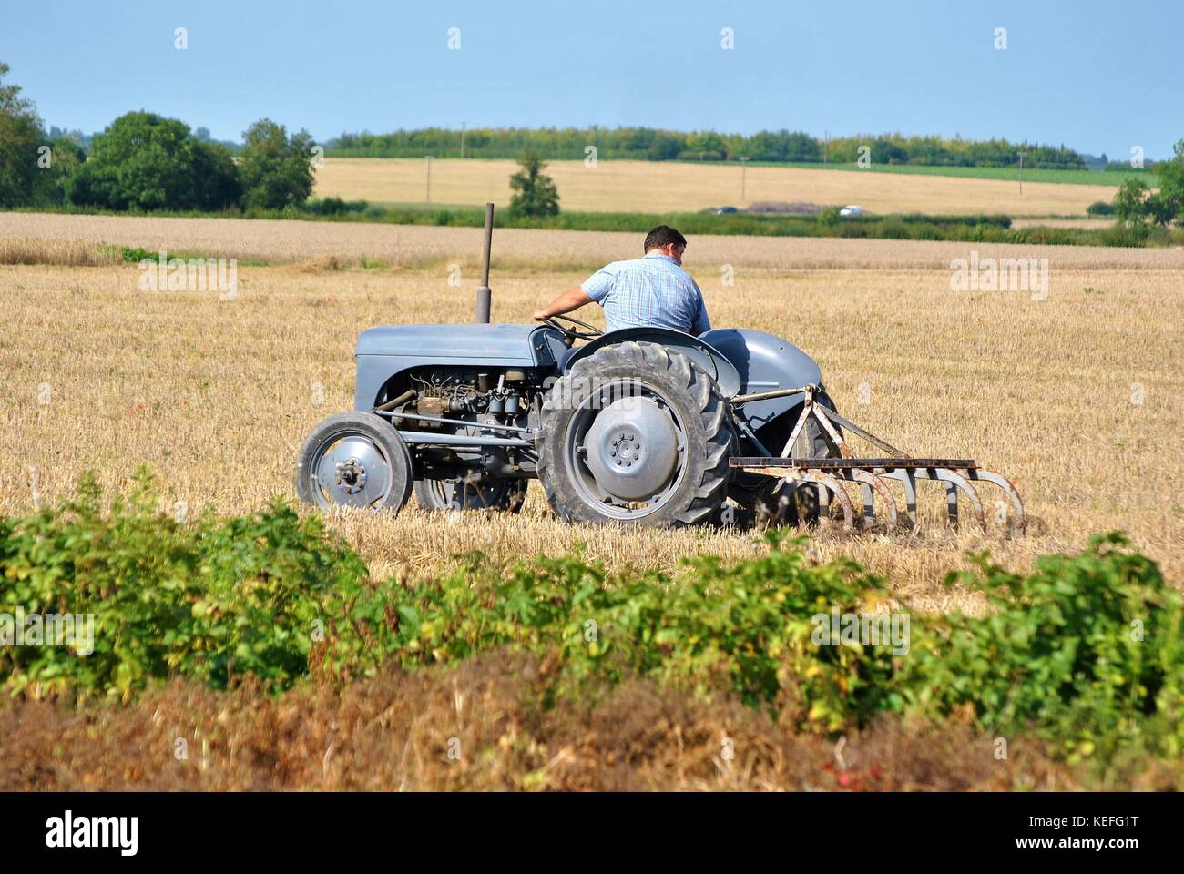 Grey Ferguson fergie tractor cultivating recently harvested field Stock ...