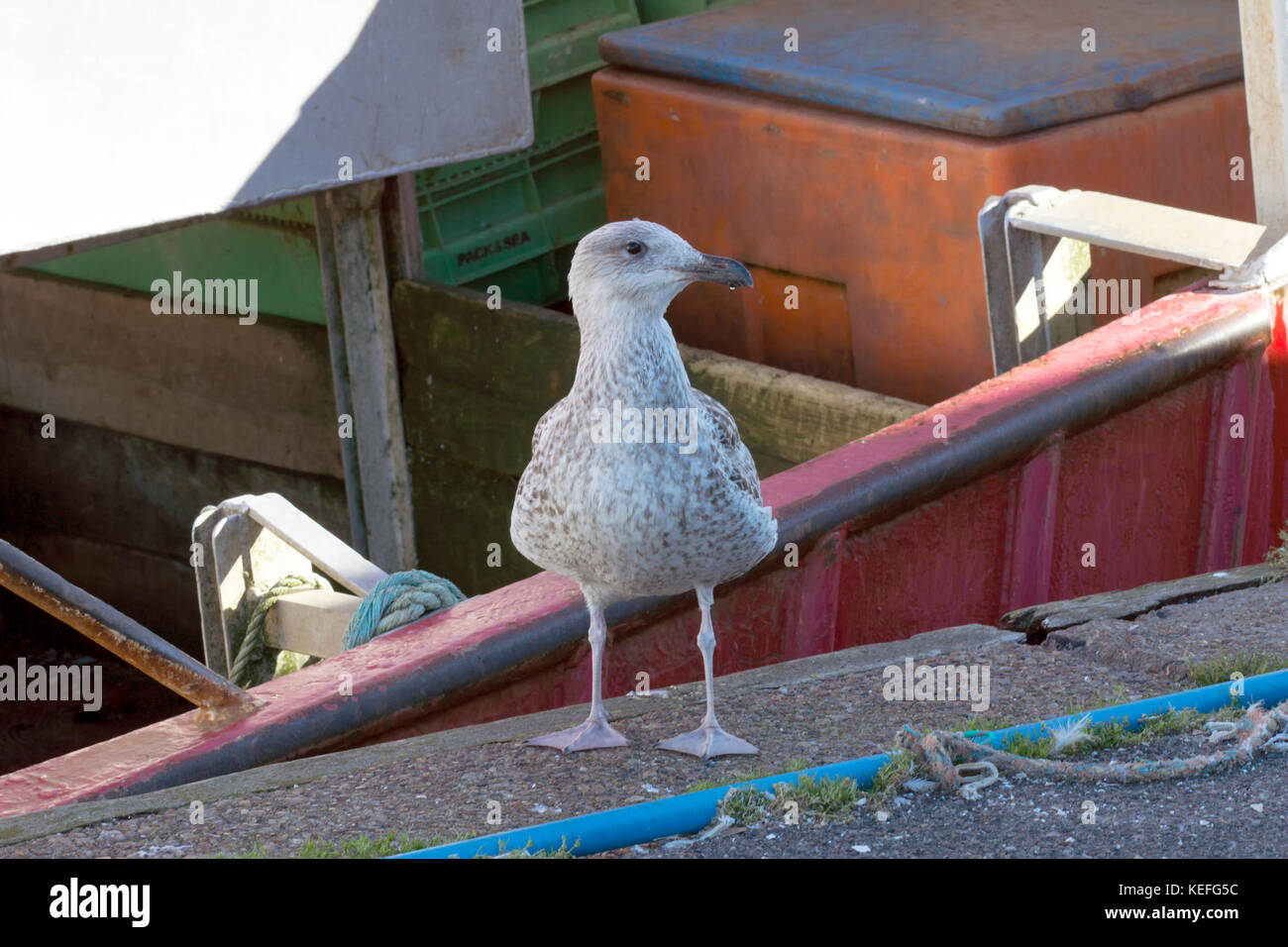 Seagulls in the harbor Denmark Stock Photo - Alamy