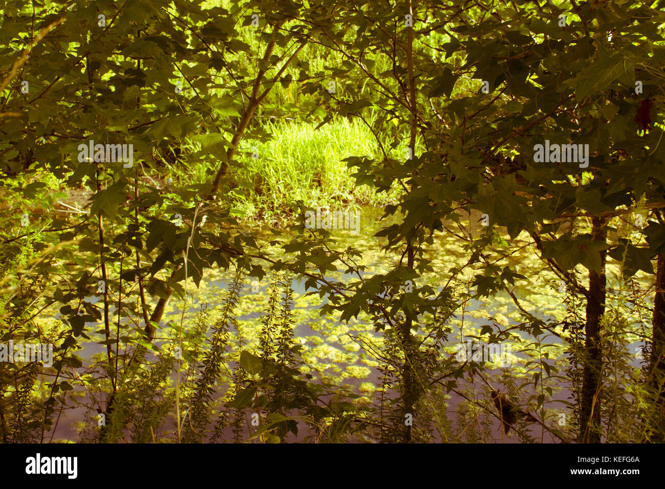 Swamp land hi-res stock photography and images - Alamy