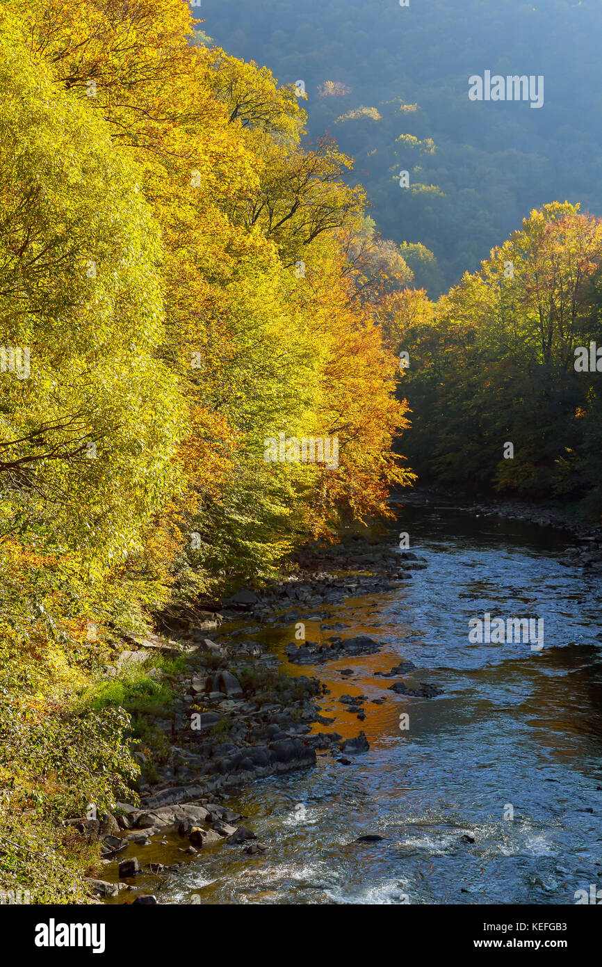 Beautiful autumn forest landscape near lake and idyllic trees ...