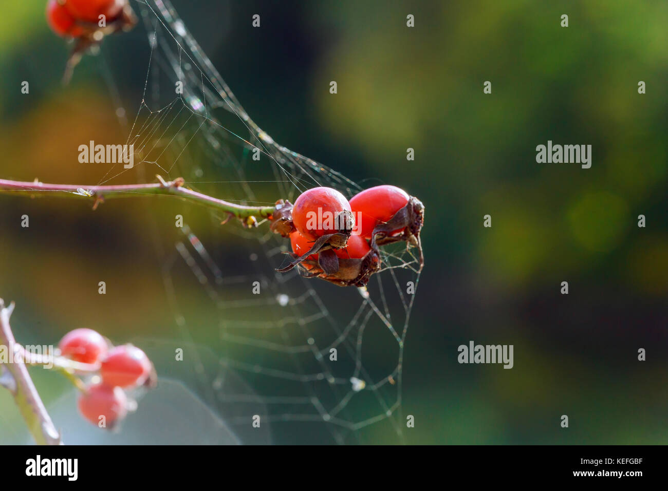 Spiky spikey red fruit hi-res stock photography and images - Alamy