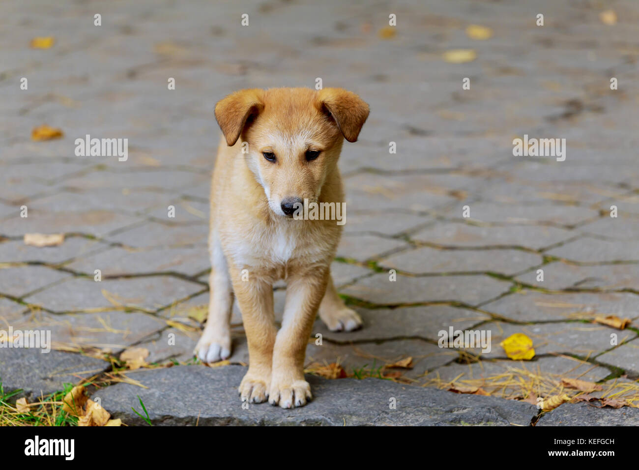 Sad little animal hi-res stock photography and images - Alamy