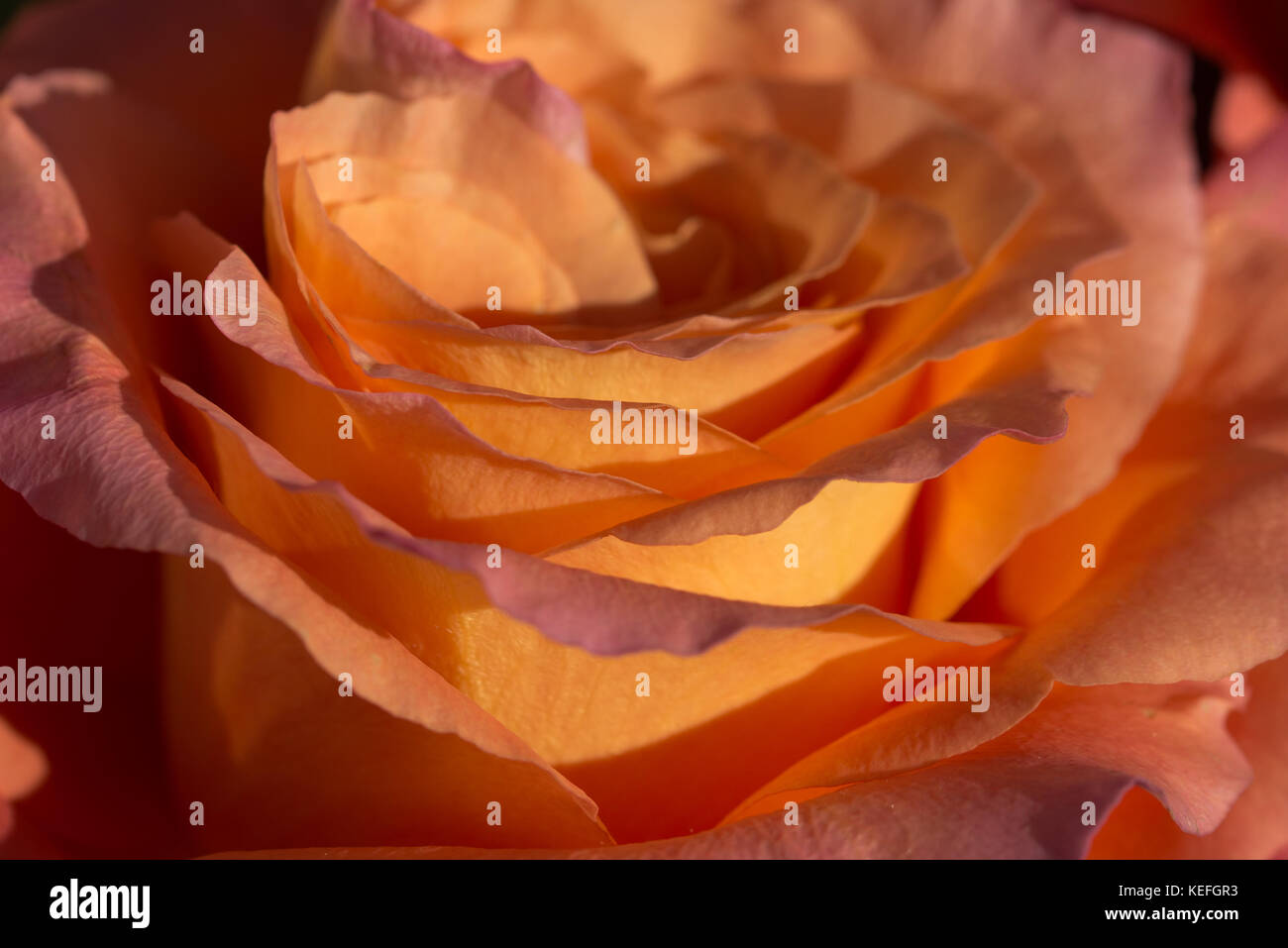 Rose composition hi-res stock photography and images - Alamy