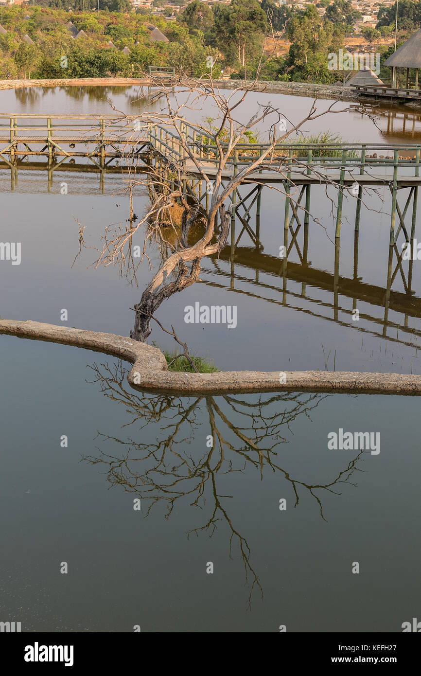 Minimalist image of dry tree with reflection in water Stock Photo - Alamy