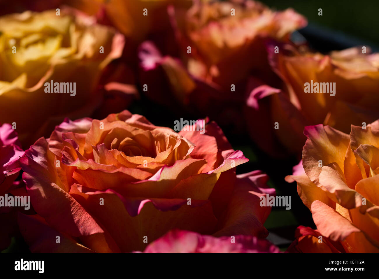Rose composition hi-res stock photography and images - Alamy