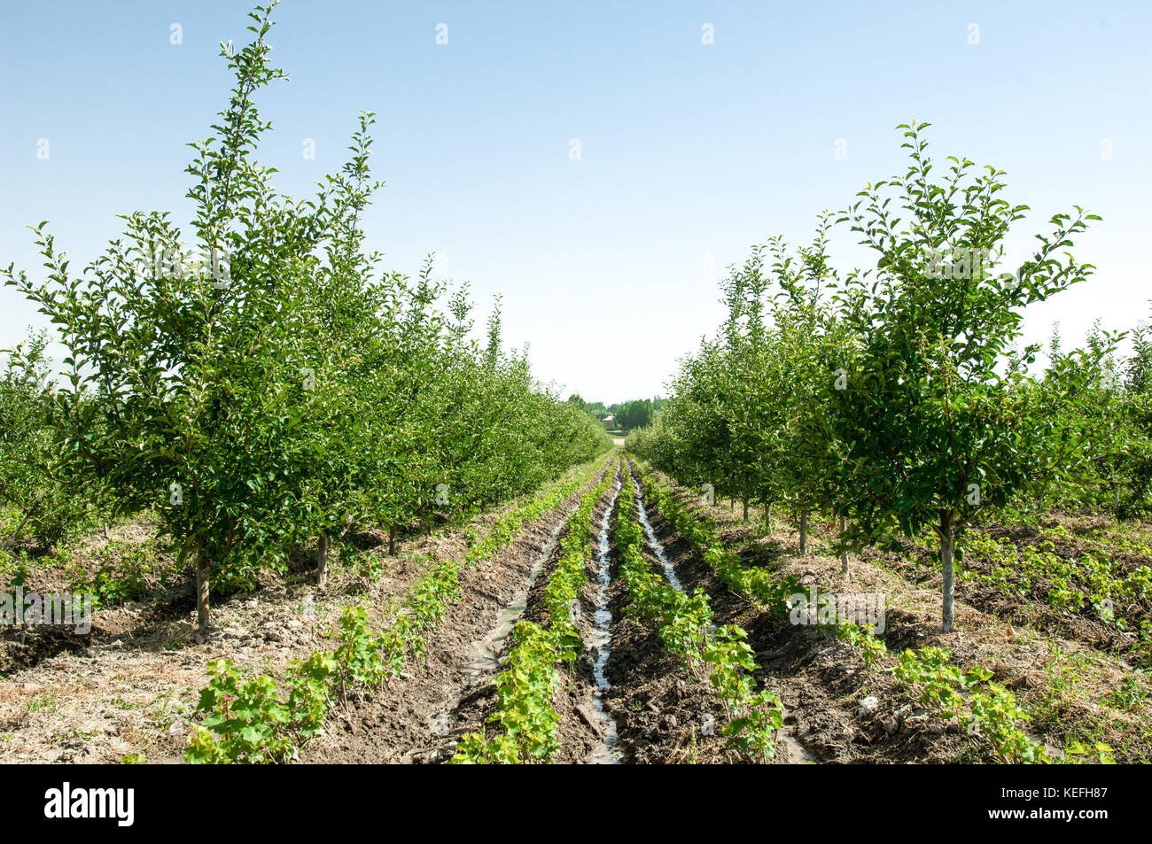 fruit and apple trees on a ridge in a row in the open air Stock Photo ...