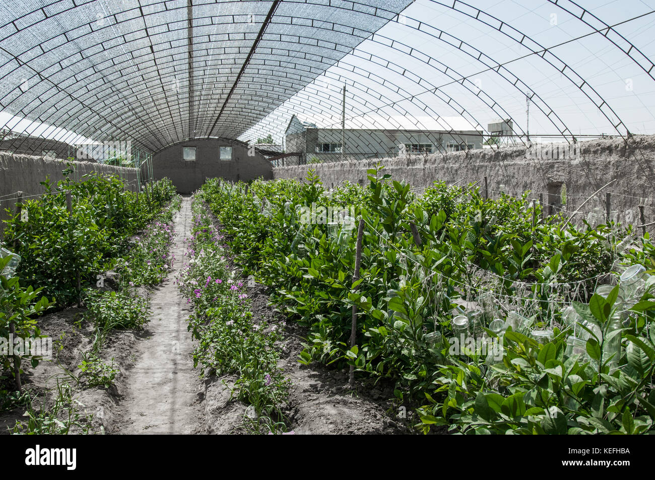 greenhouse with a transparent roof. handmade greenhouse Stock Photo - Alamy