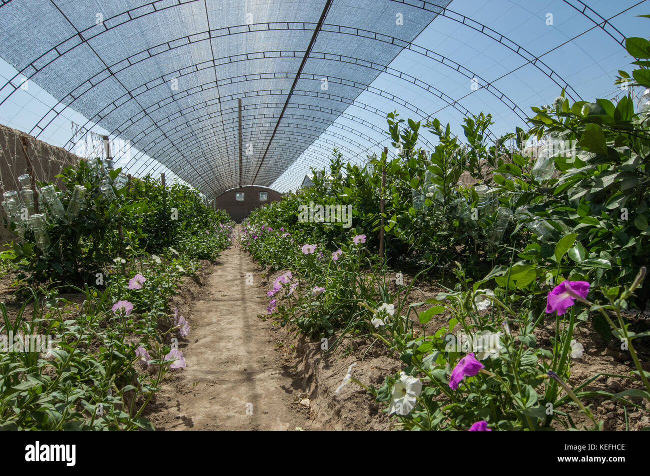 greenhouse with a transparent roof. handmade greenhouse Stock Photo - Alamy