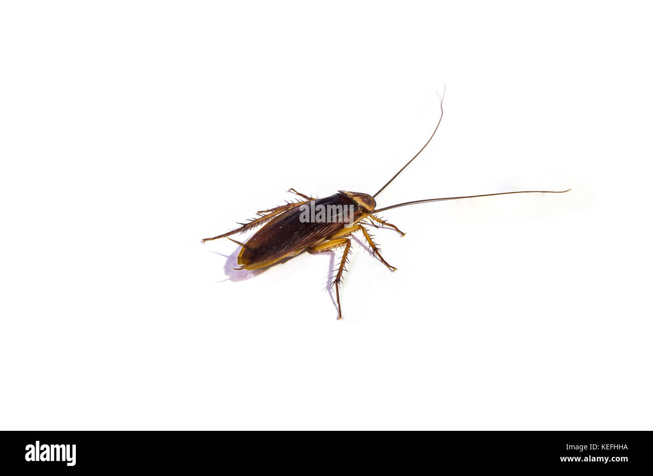 Cockroach isolated on white background Stock Photo - Alamy