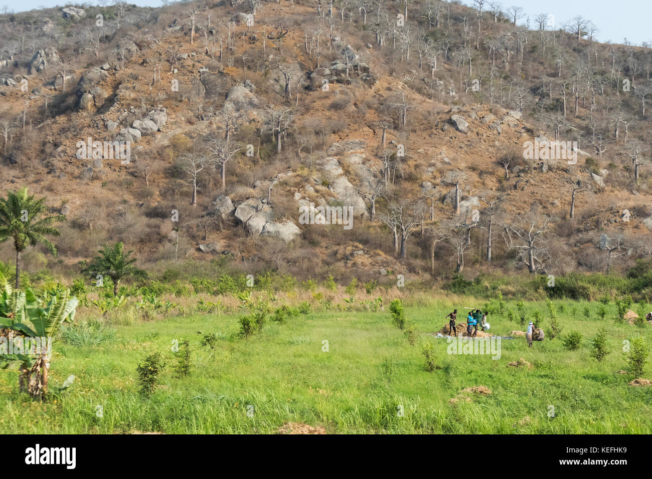 farmers in the field of agriculture. Angola Stock Photo - Alamy