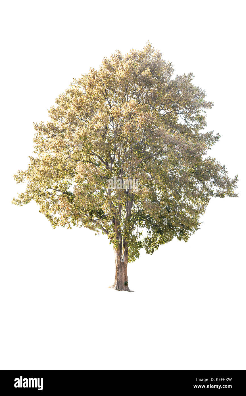 A big tree isolated on white background Stock Photo - Alamy