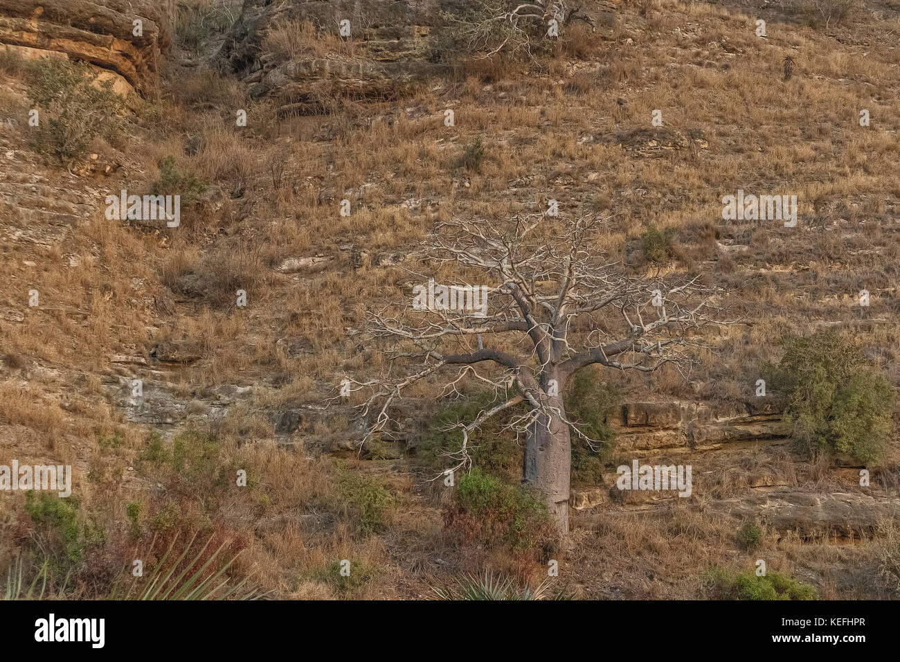 Famous tree of africa. Baobab. Angola Stock Photo - Alamy