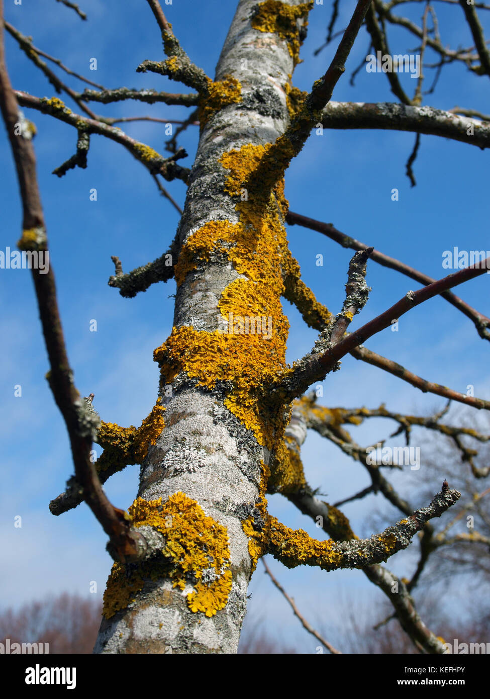 Yellow lichens growing on apple tree trunk Stock Photo - Alamy