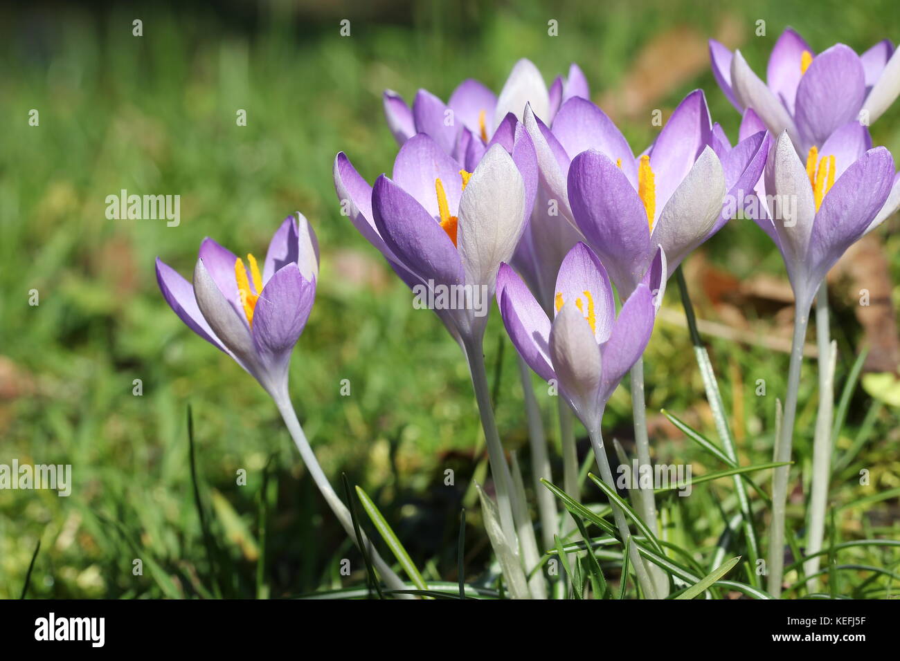 Crocuses / A group of crocuses in the grass Stock Photo - Alamy