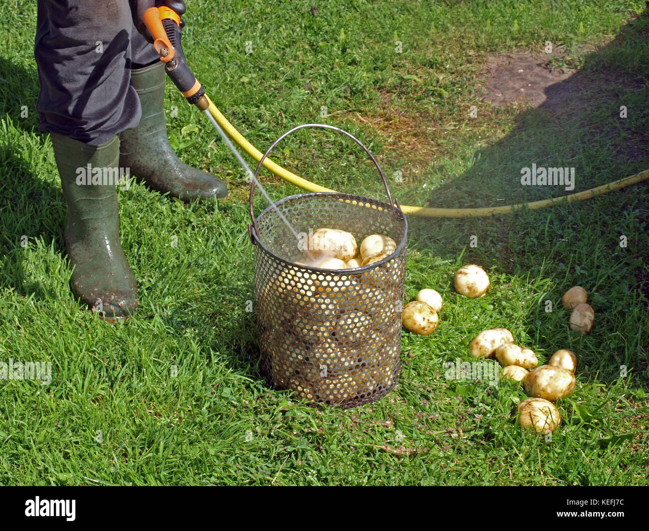 Washing the first potatoes in metal basket Stock Photo - Alamy