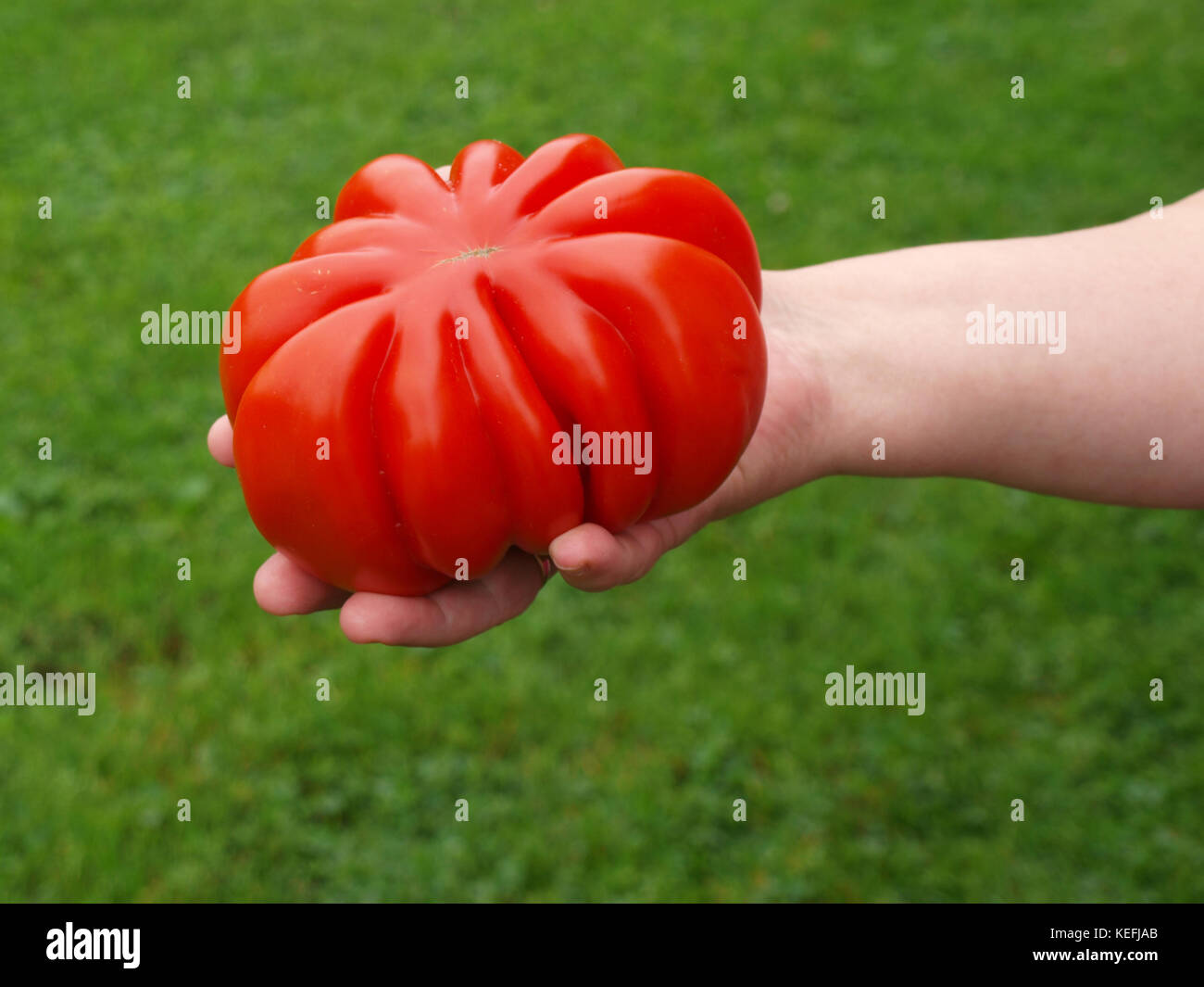 Big red tomato on the hand, outdoor Stock Photo - Alamy