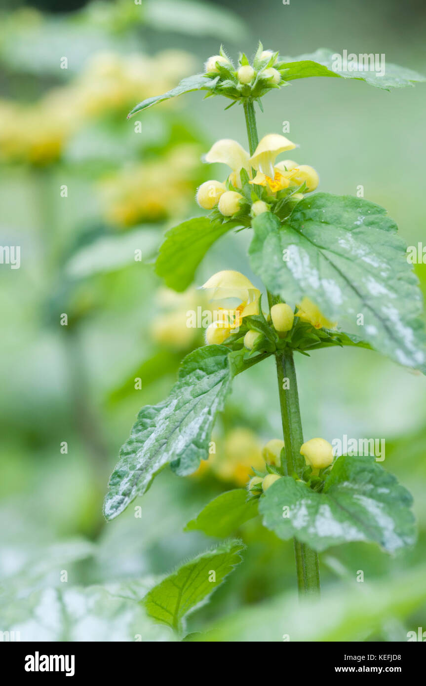 Yellow archangel lamiastrum galeobdolon hi-res stock photography and ...