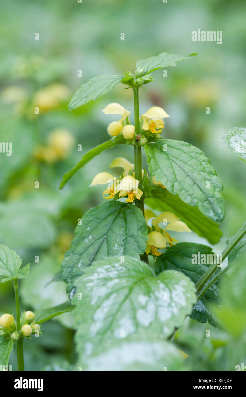 Argentatum High Resolution Stock Photography and Images - Alamy