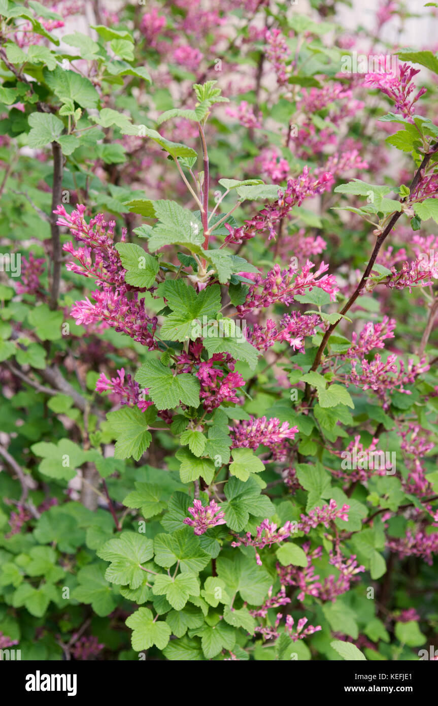 Ribes sanguineum hi-res stock photography and images - Alamy