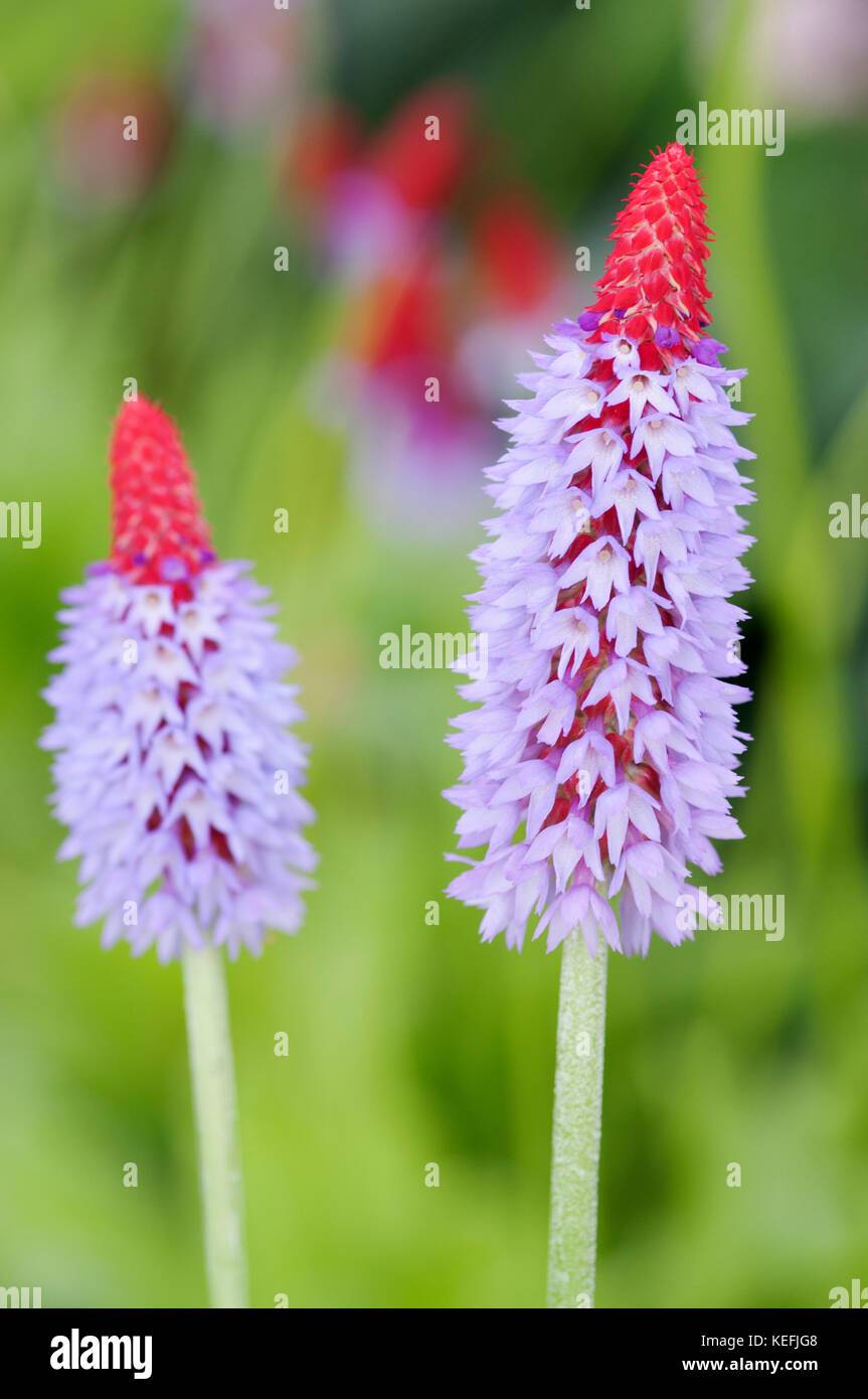 Vials primrose primula vialii hi-res stock photography and images - Alamy
