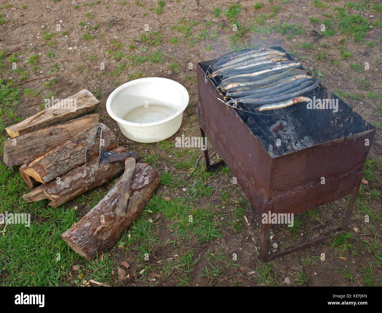Lamprey fish close up hi-res stock photography and images - Alamy