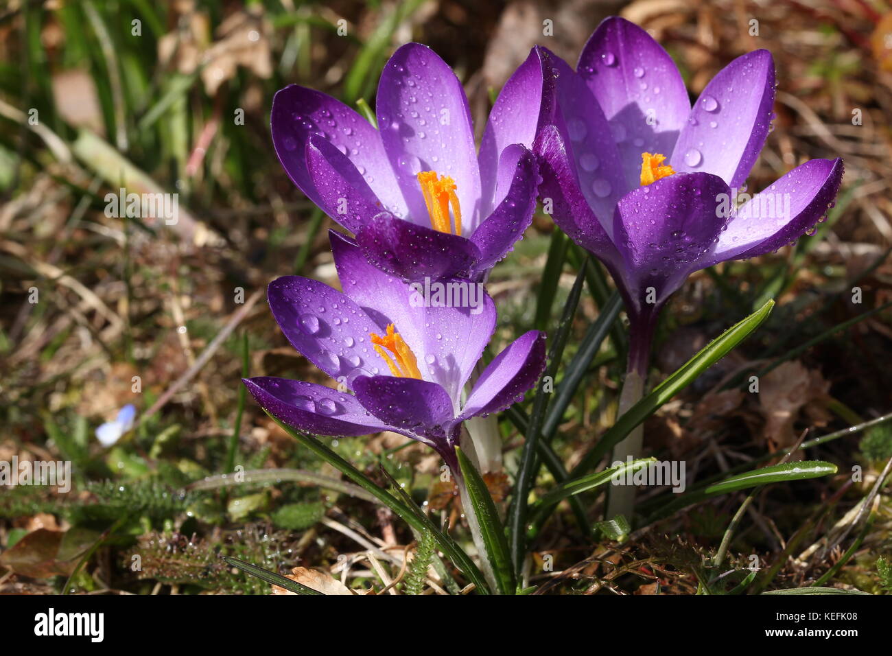 Crocuses / A group of crocuses in the grass Stock Photo - Alamy