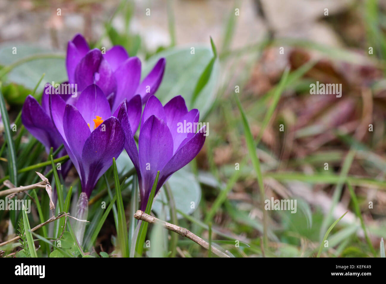 Crocuses / A group of crocuses in the grass Stock Photo - Alamy