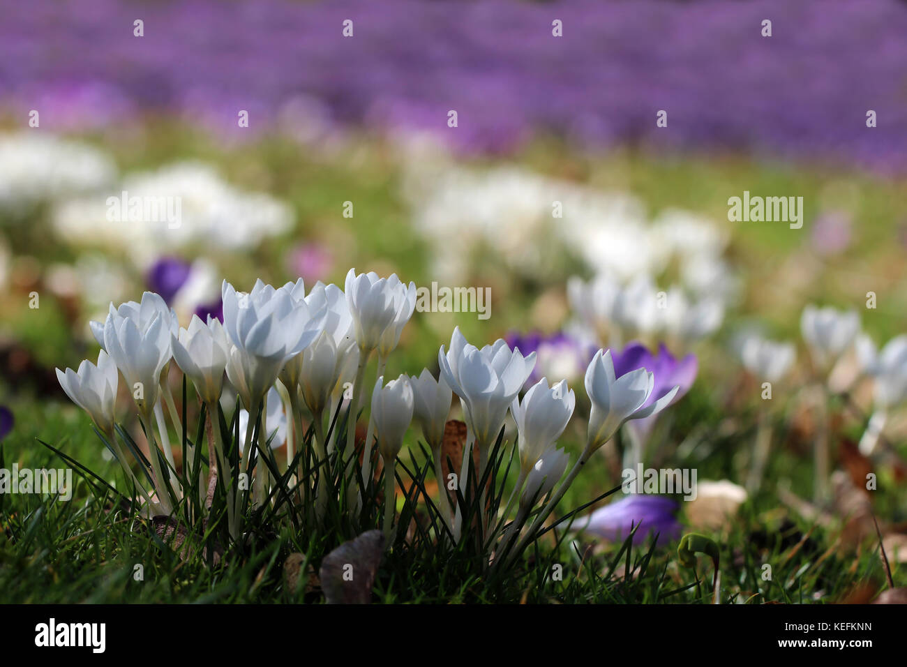 Crocuses / A group of crocuses in the grass Stock Photo - Alamy