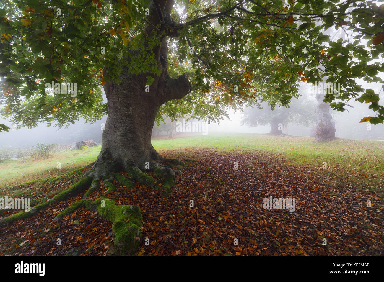 Picnic table in fog hi-res stock photography and images - Alamy