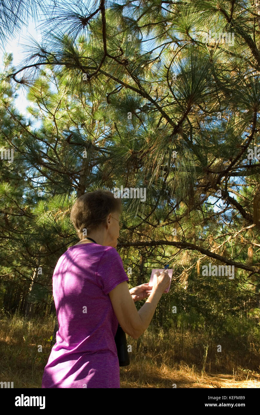 Long leaf pine forest south carolina hi-res stock photography and ...