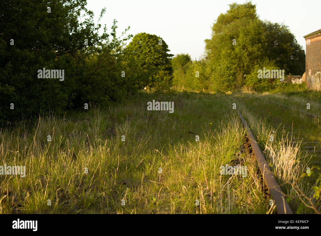 Overgrown abandoned railway line at dusk Stock Photo - Alamy
