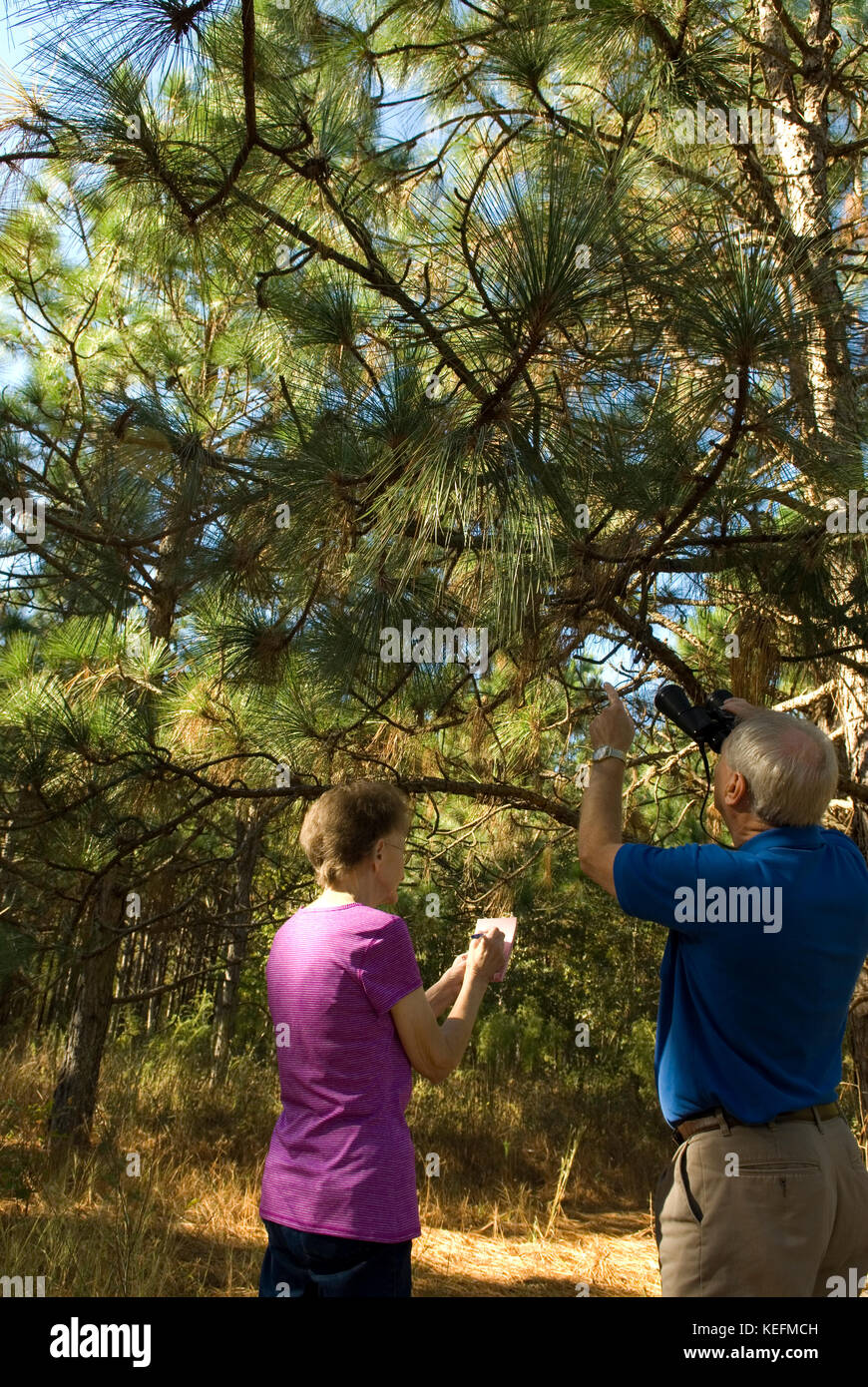 Caucasian Senior Couple (age 60-70) checking out long leaf pine trees ...