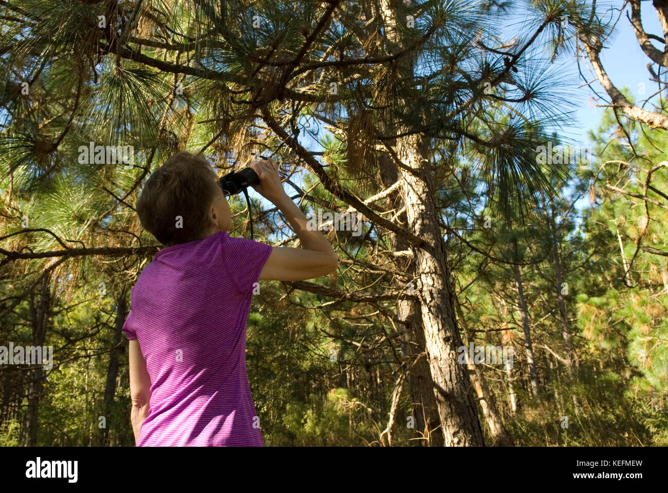 Caucasian Senior Female (age 60-70) checking out long leaf pine trees ...