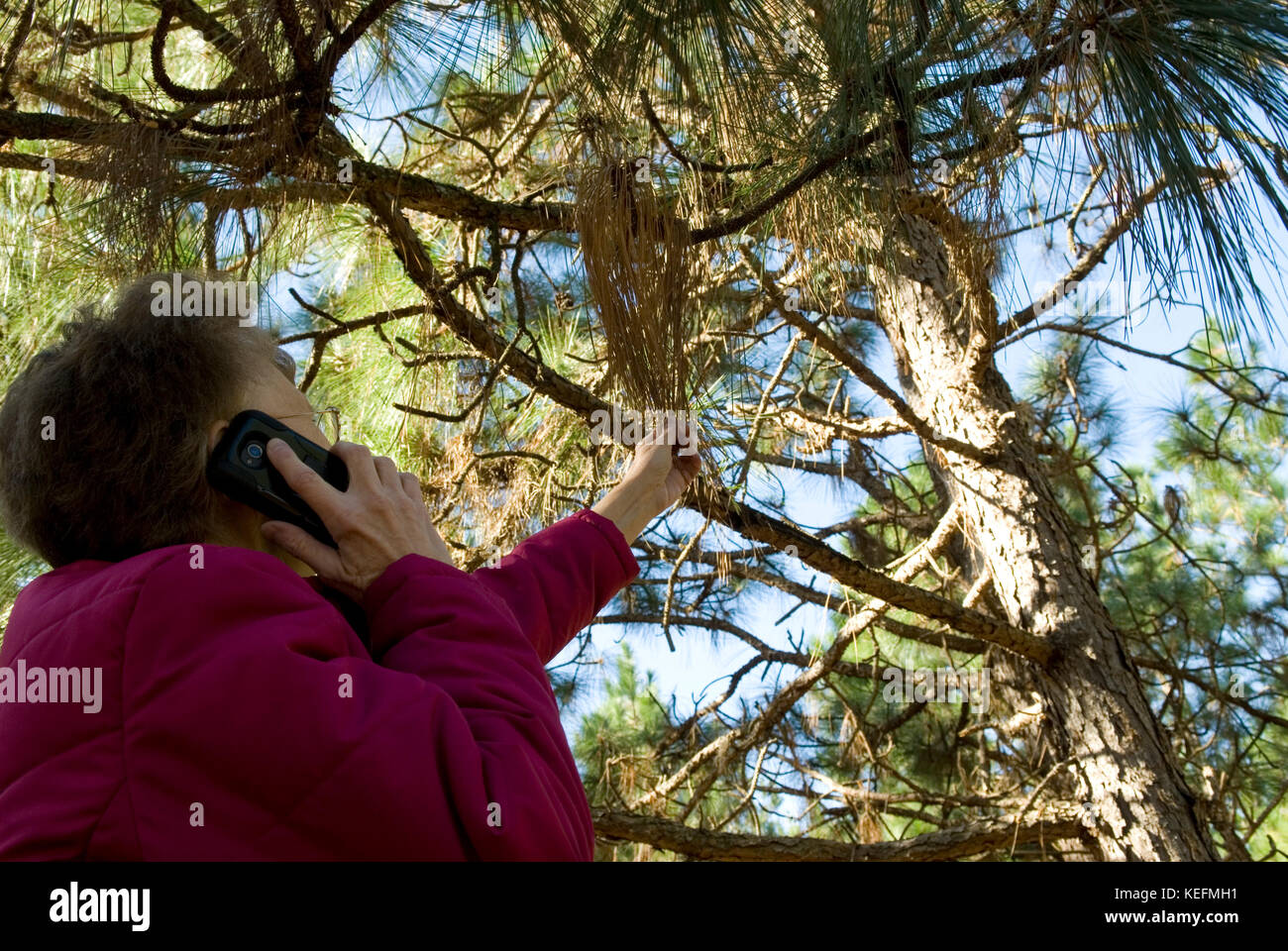 Woman forestry hi-res stock photography and images - Alamy