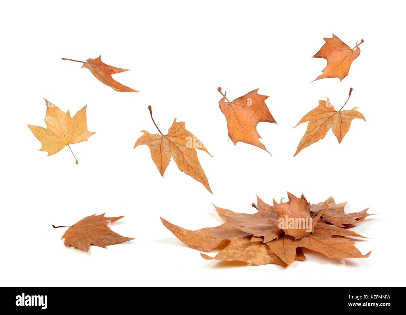 Leaves are falling hi-res stock photography and images - Alamy