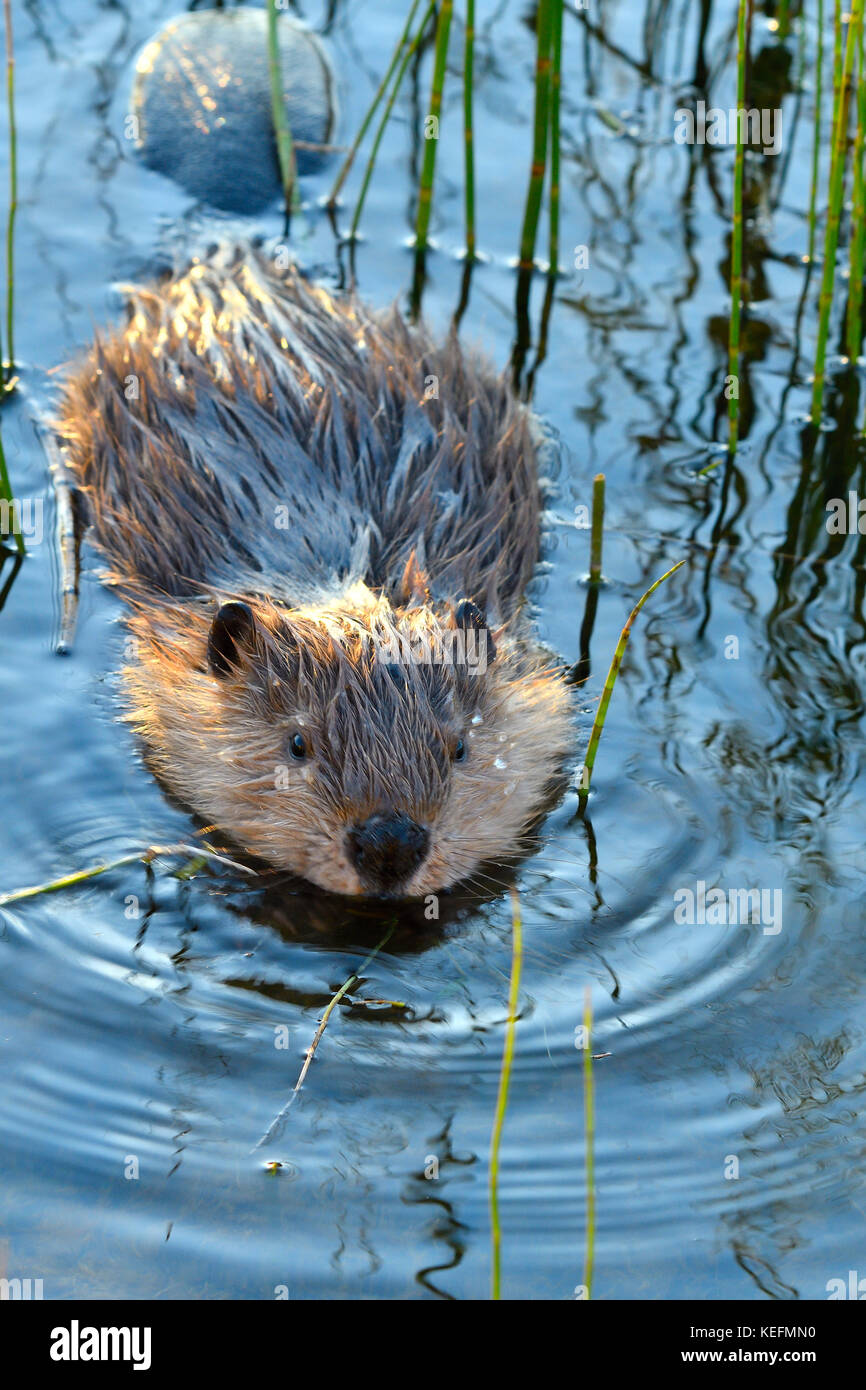 A vertical image of a young beaver (Castor canadensis) seimming through ...