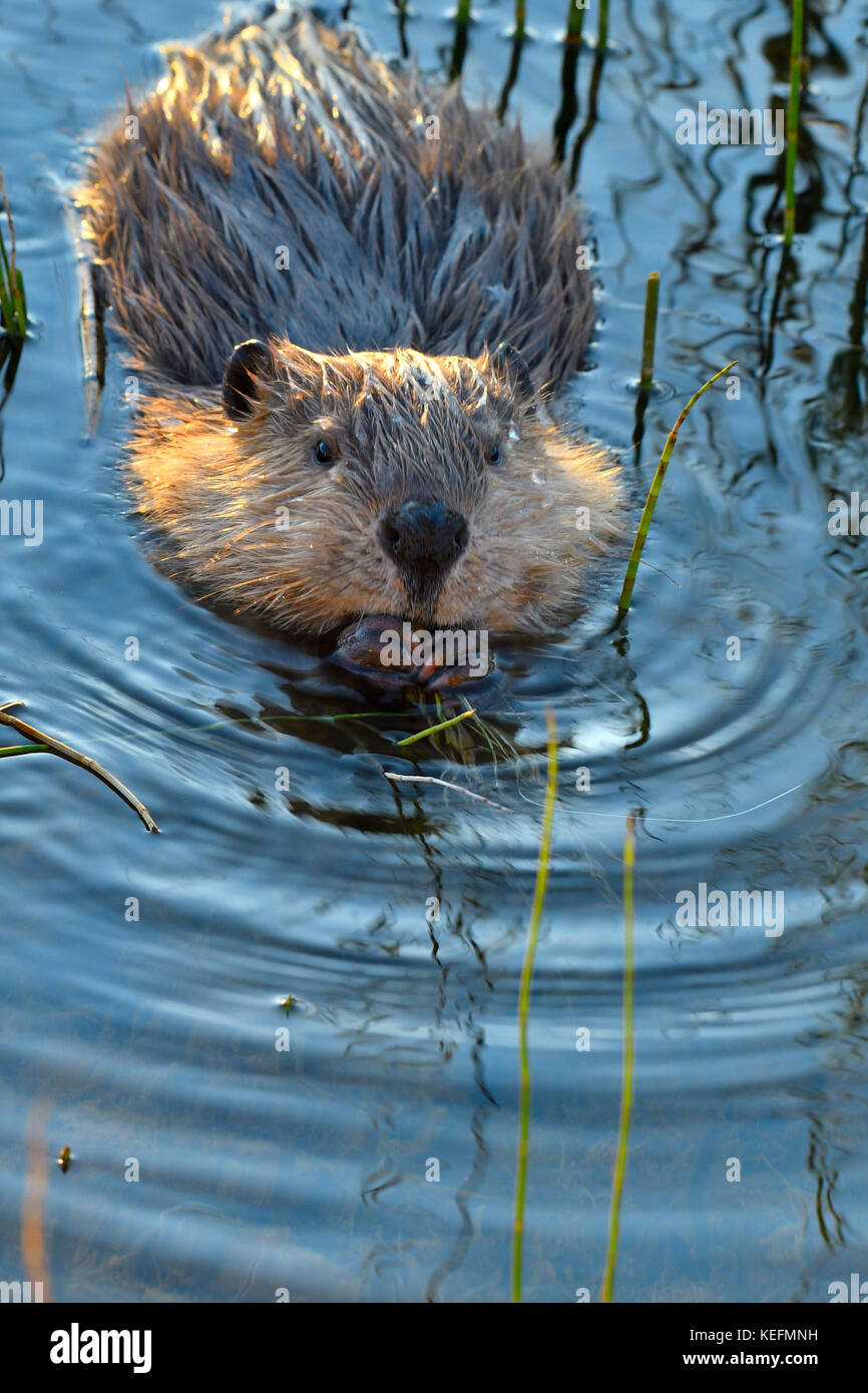 Baby Beavers