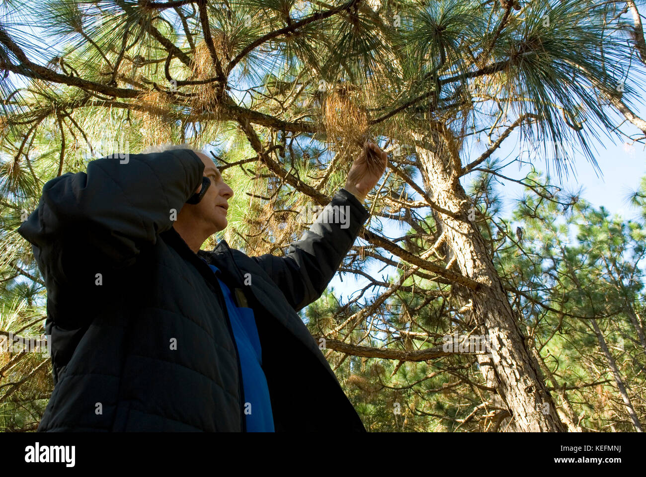Caucasian man and long leaf pine trees, Bethune, South Carolina, USA ...