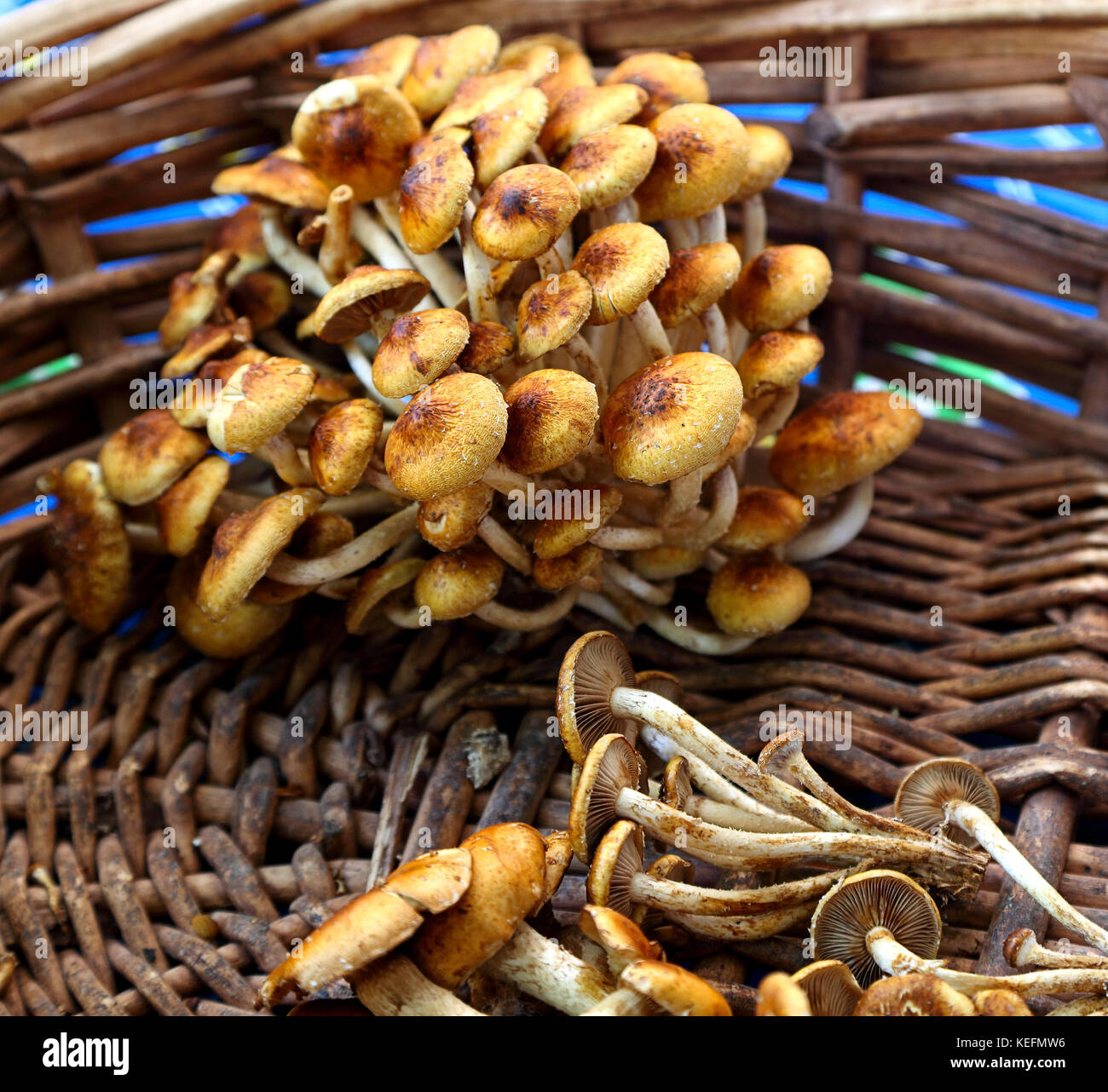Nameko Mushrooms High Resolution Stock Photography and Images - Alamy