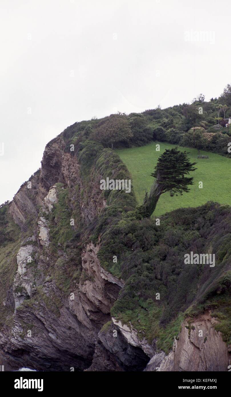 WINDY CLIFF IN ENGLAND WITH TREE Stock Photo - Alamy