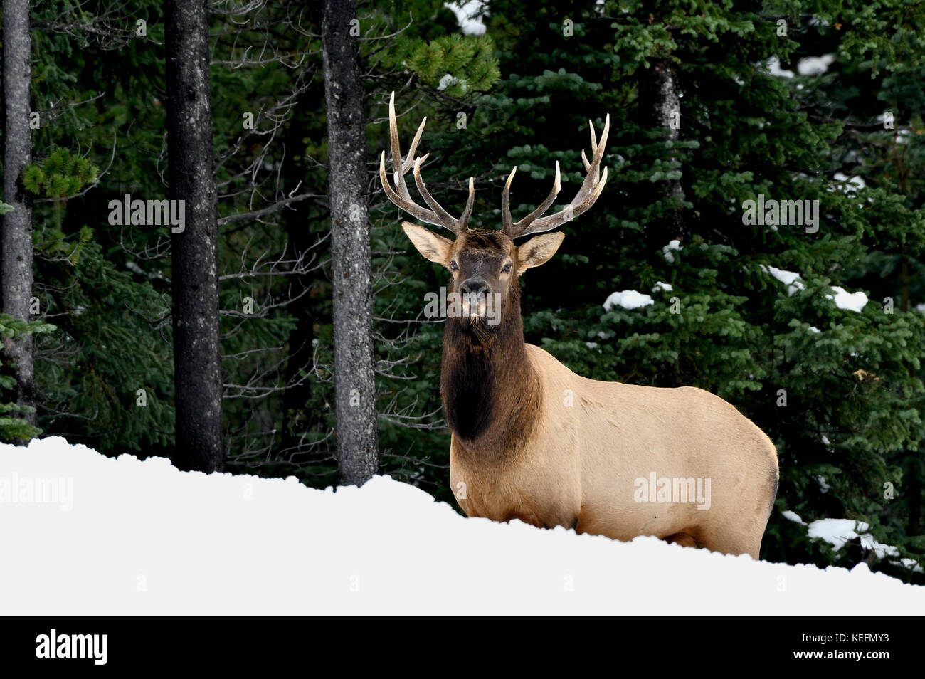 An adult bull elk ( Cervus canadensis), ;with heavy antlers standing ...