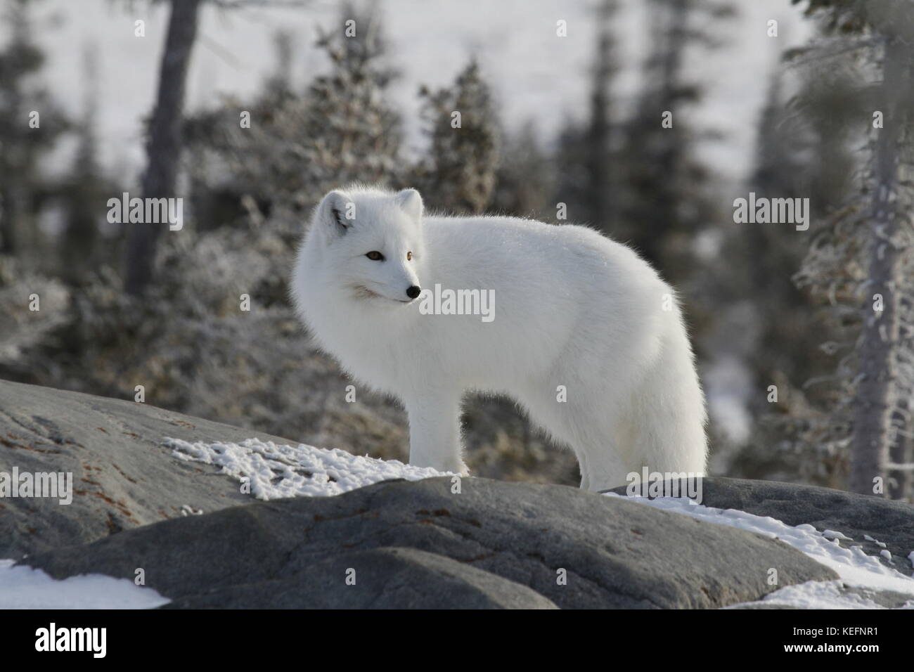 Canadian shield region hi-res stock photography and images - Alamy