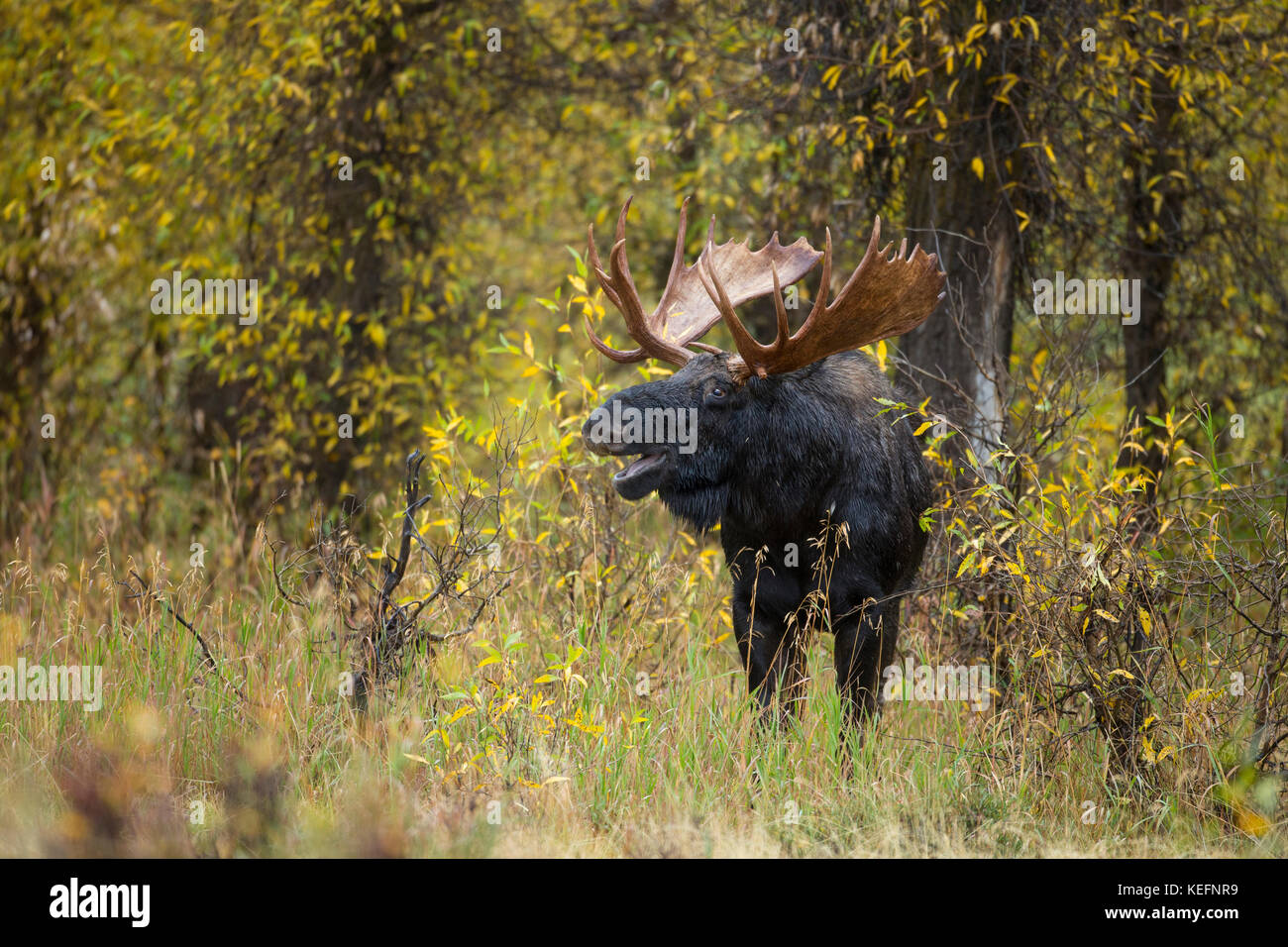 Trophy bull moose during autumn rut in Wyoming Stock Photo - Alamy